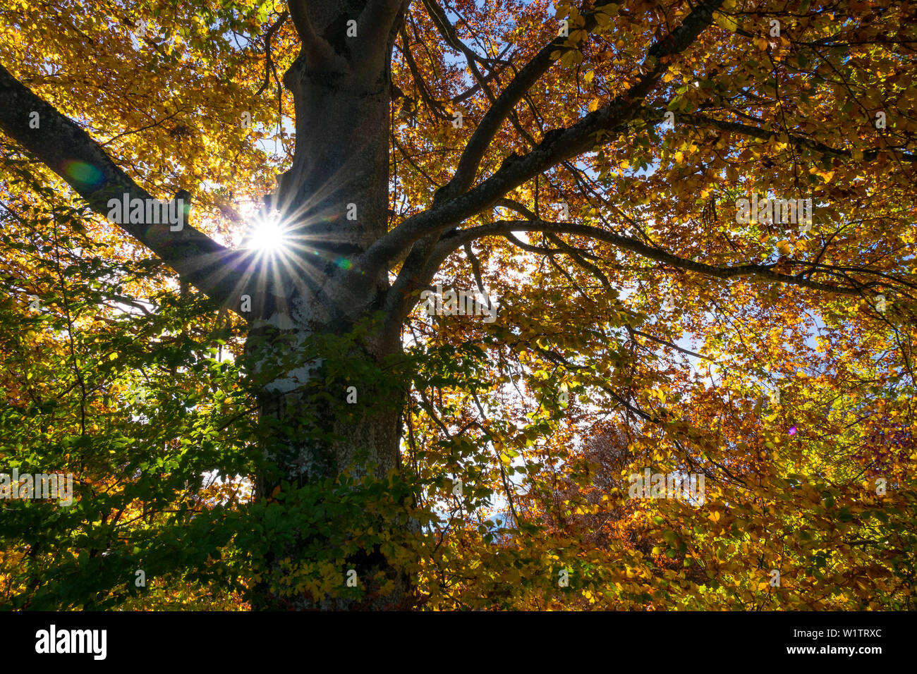 Copper coloured beech tree hi-res stock photography and images - Alamy