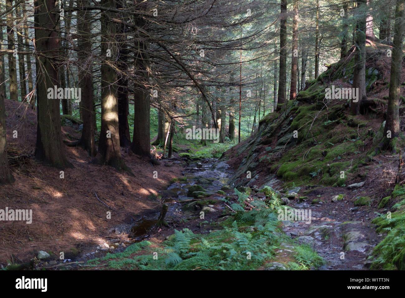 Path into the dark forest Stock Photo - Alamy