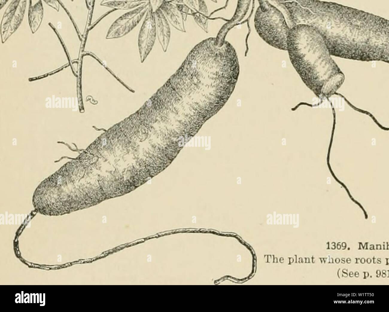 Ering cow hi-res stock photography and images - Alamy