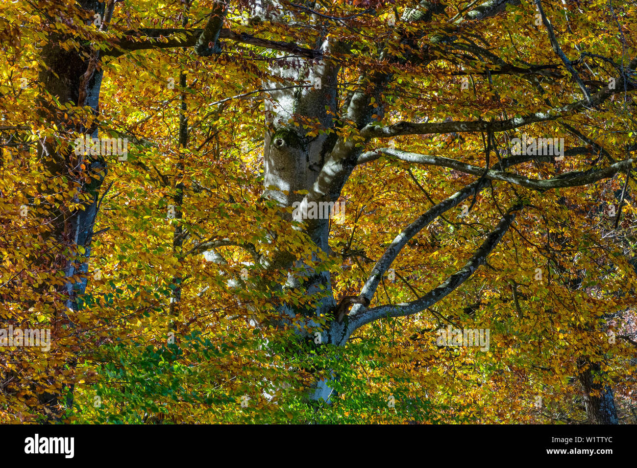 Beech Trees in autumn, Fagus sylvatica, Upper Bavaria, Germany, Europe ...