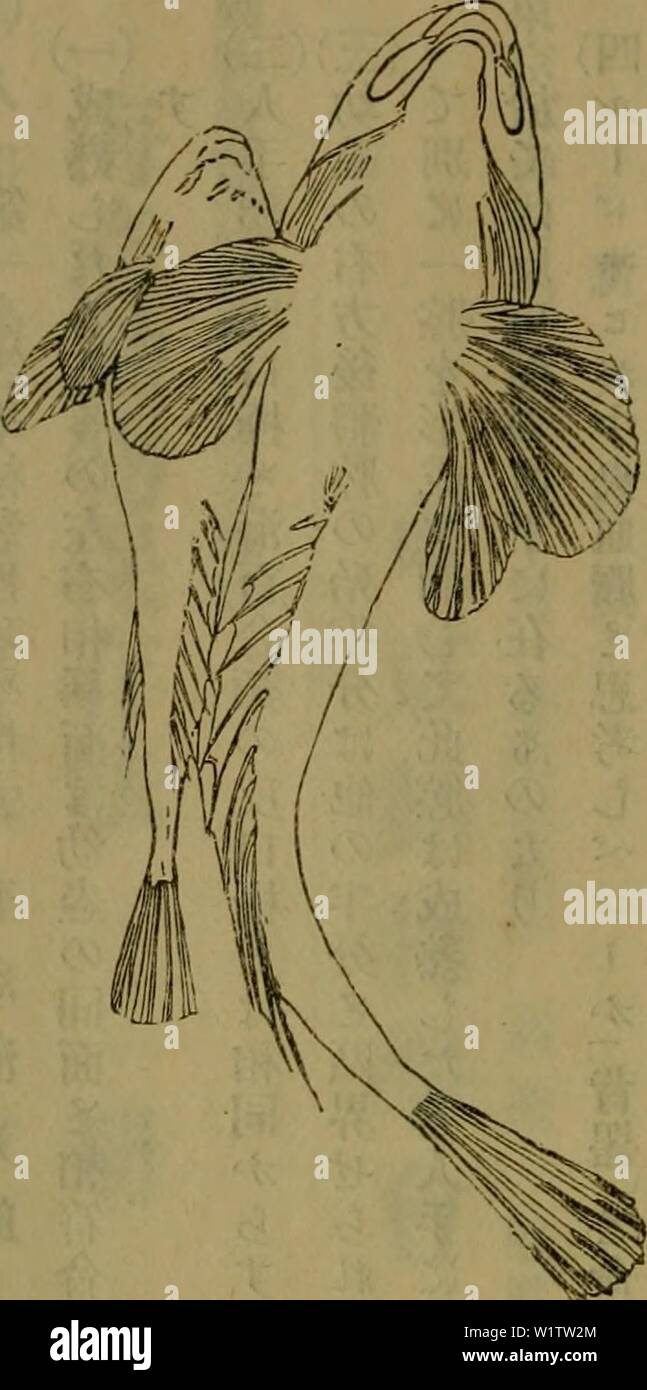 Archive image from page 513 of Dbutsugaku zasshi (1889 Stock Photo - Alamy