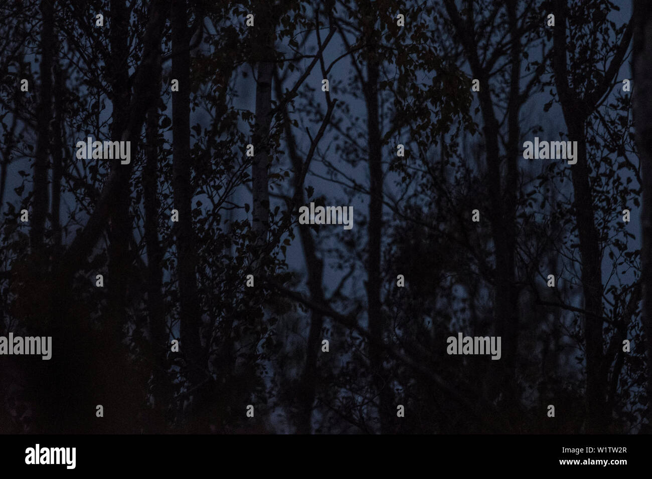 Forest, silhouette of birch trees in the morning, Autumn, fehrbellin ...