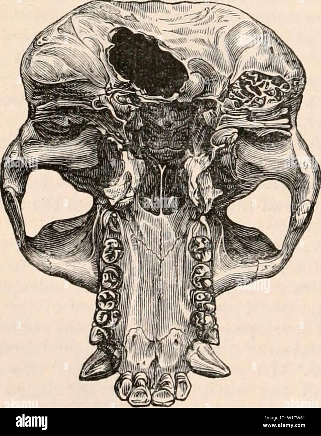Archive image from page 513 of The cyclopædia of anatomy and. The ...