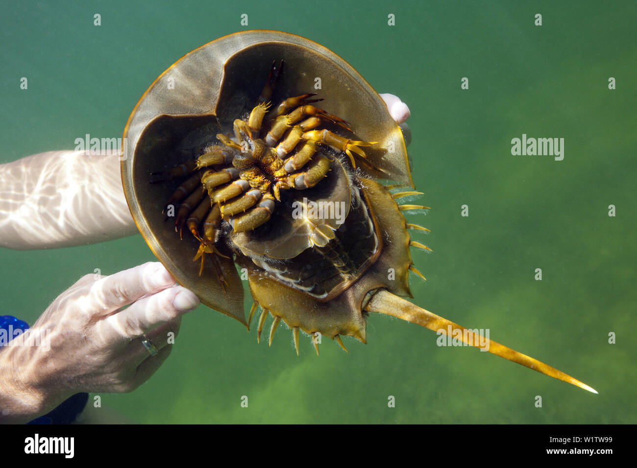 Horseshoe Crab Gills