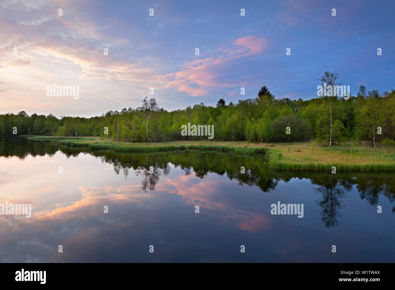Pond in nature reserve Rotes Moor, Rhoen, Hesse, Germany Stock Photo ...