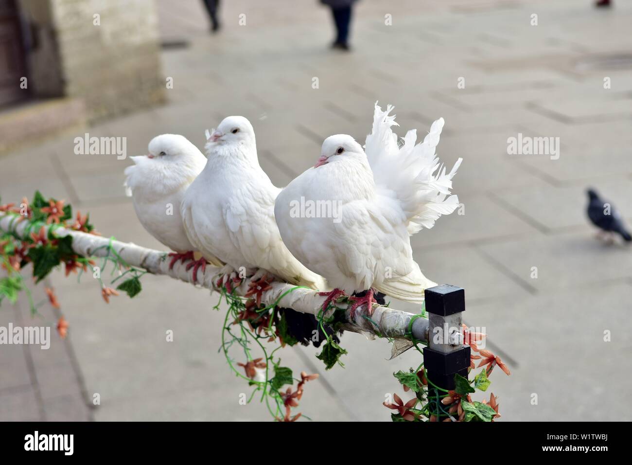 White Peace Dove High Resolution Stock Photography and Images - Alamy