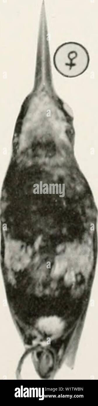 Cyanopectus hi-res stock photography and images - Alamy