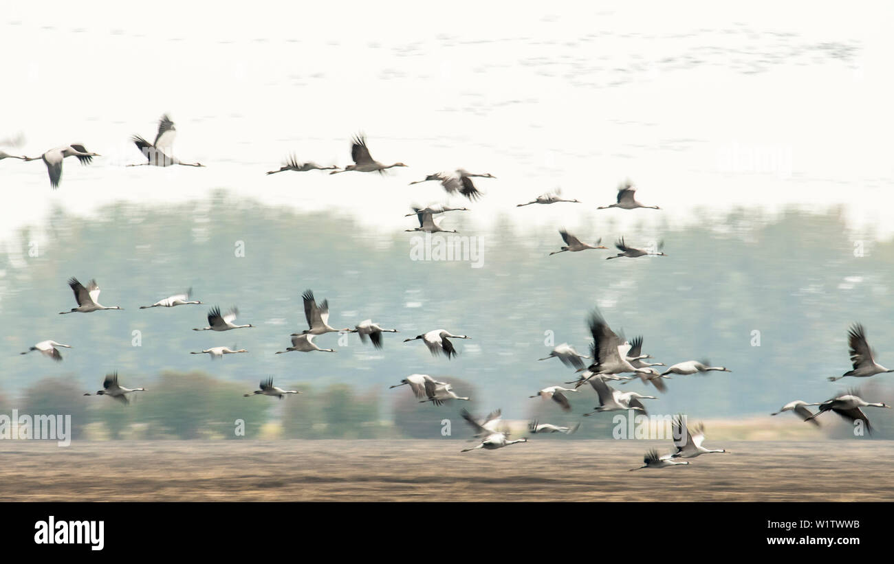 Wild birds, cranes landing in a field, flight study, bird migration ...