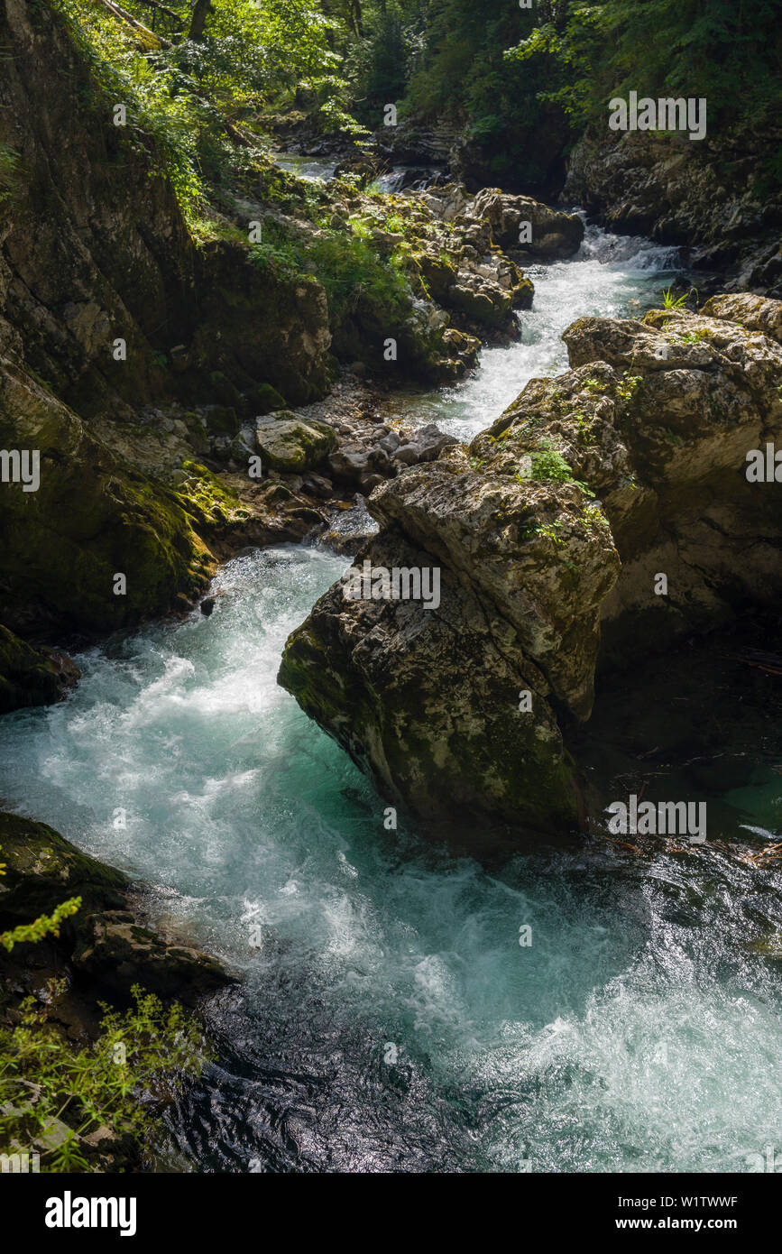 River Radovna flows through the Vintgar gorge, Podhom, Gorje, Gorenjska ...
