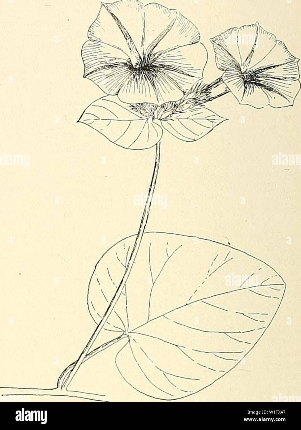 Bilabiate flowers hi-res stock photography and images - Alamy