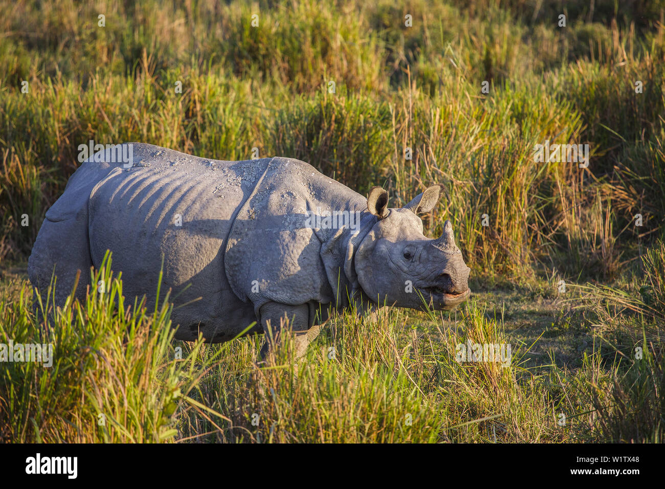 Indian rhinoceros in Kaziranga national park, Assam, India, Asia Stock ...