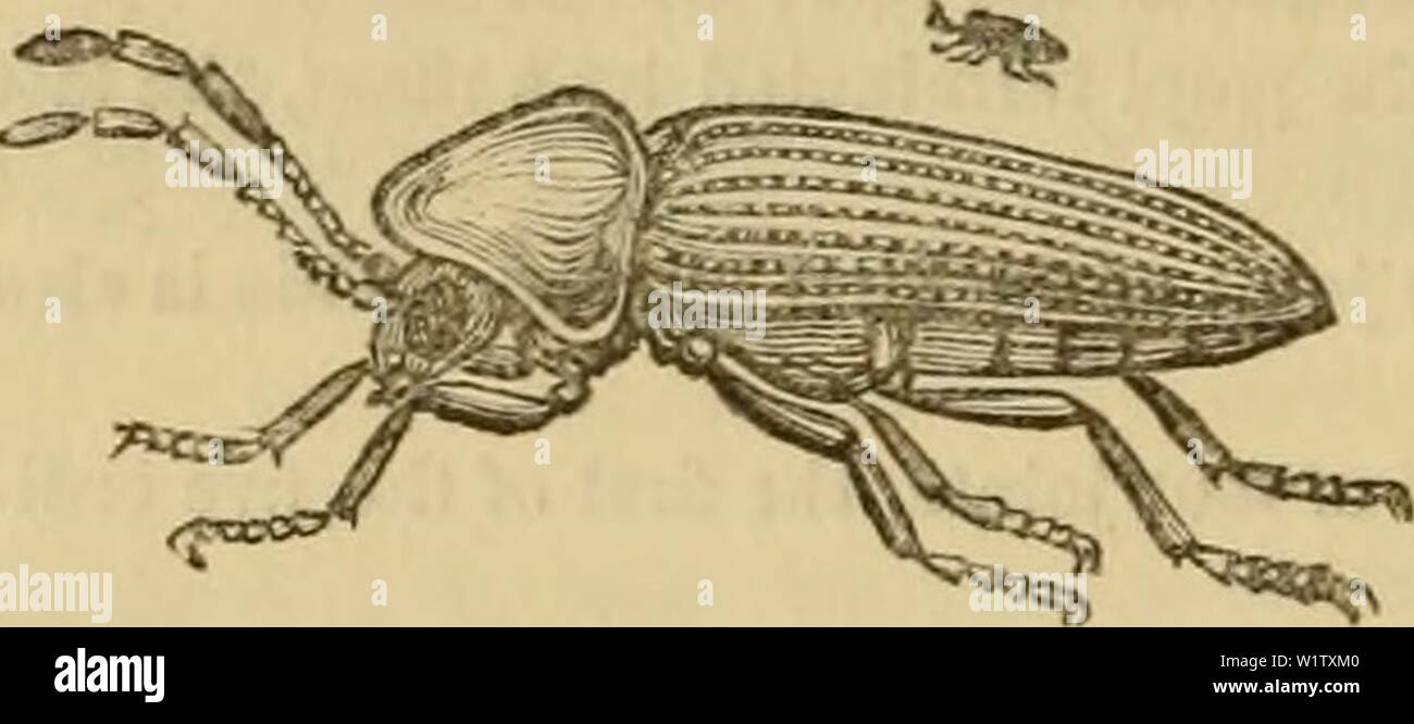 Albrecht the bear hi-res stock photography and images - Alamy