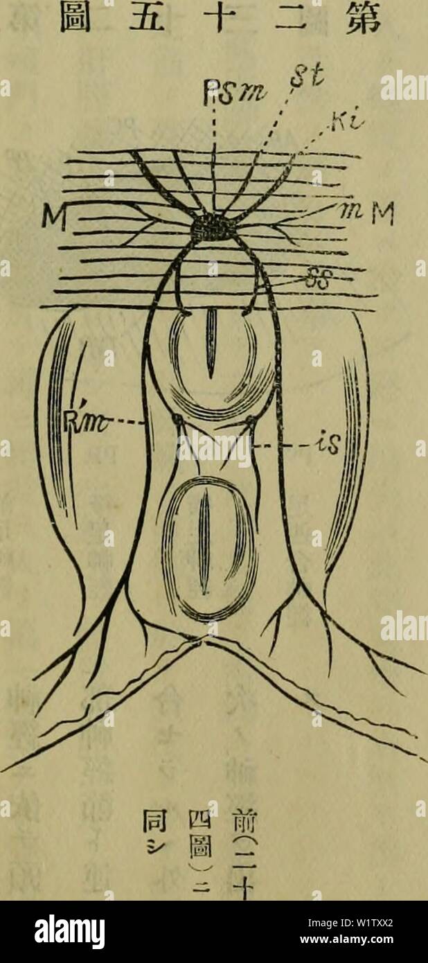 Archive image from page 526 of Dbutsugaku zasshi (1889 Stock Photo - Alamy