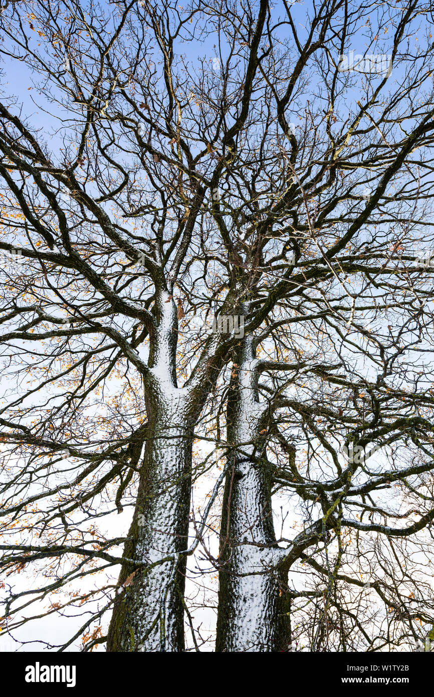 Double stem tree hi-res stock photography and images - Alamy