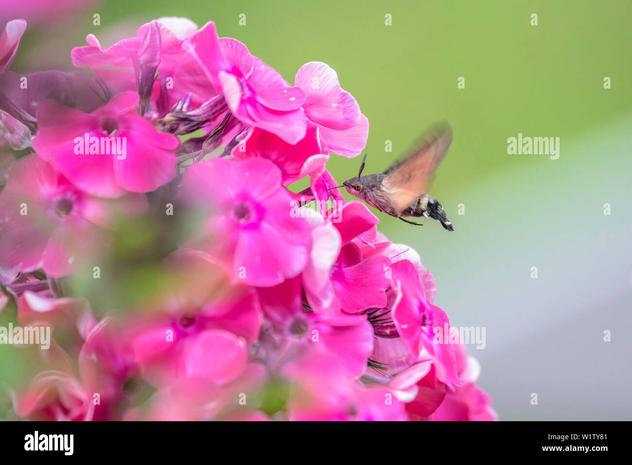 Hummingbird-Moth collecting nectar, Garden, Summer, Pollination ...