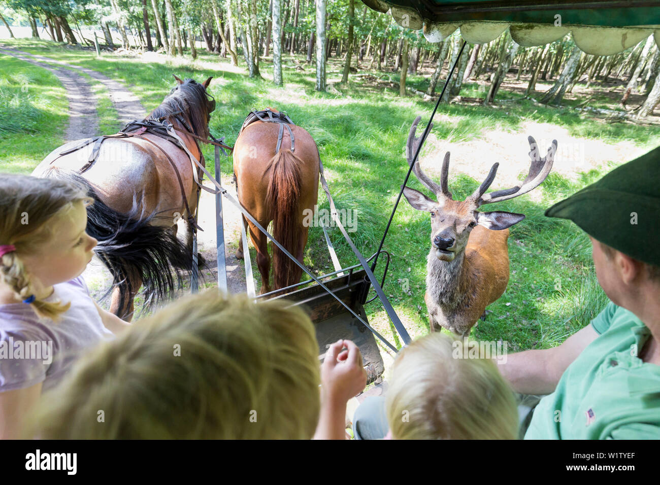 Ride a charabanc hi-res stock photography and images - Alamy