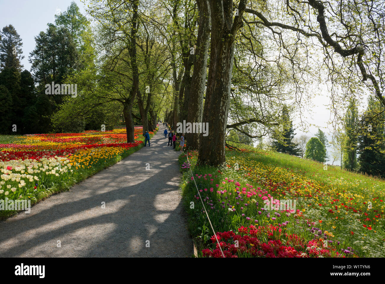 Blooming tulip meadows in spring, Mainau Island, Lake Constance, Baden ...