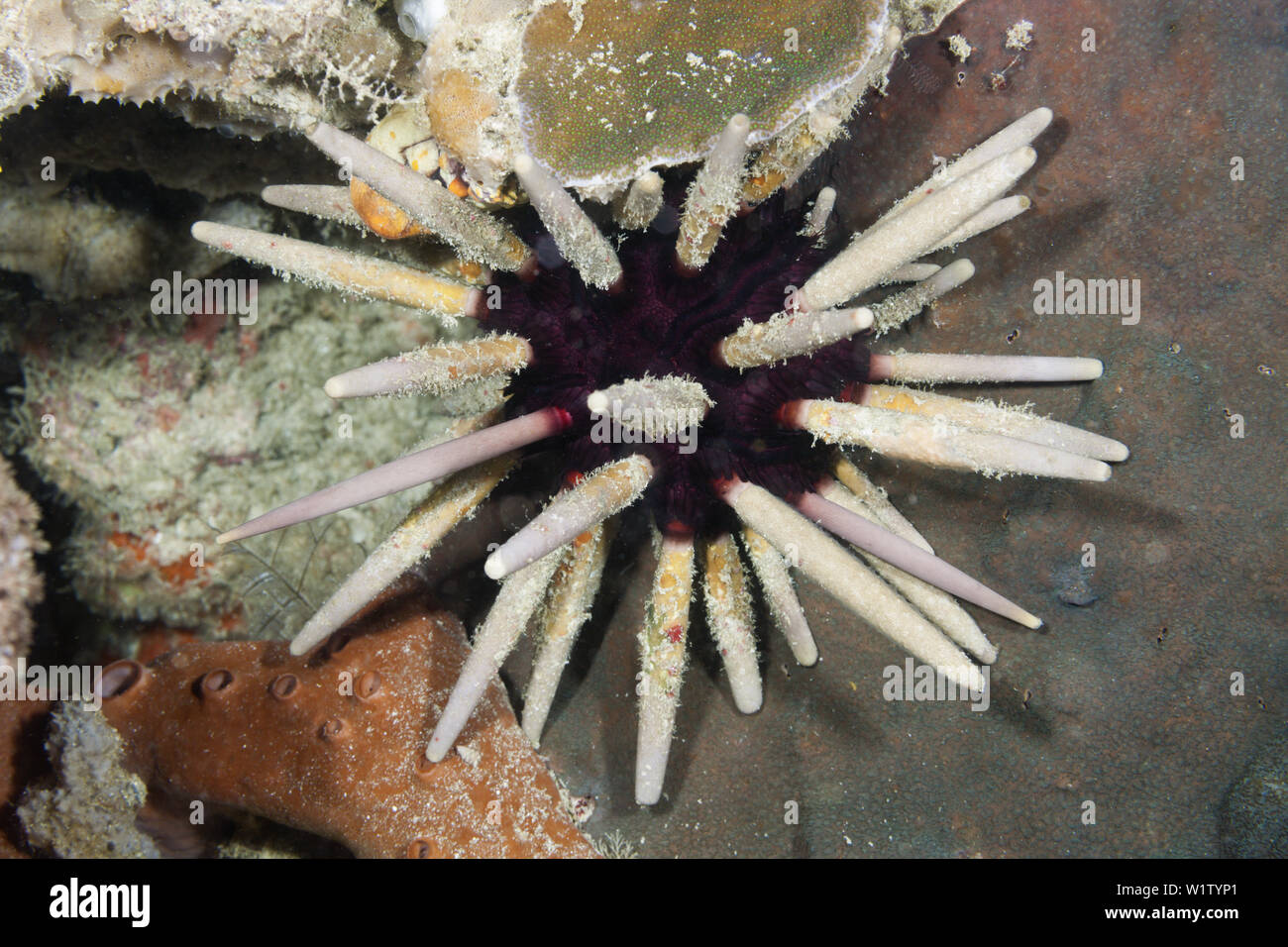 Lance Sea Urchin, Phyllacanthus imperialis, Raja Ampat, West Papua ...