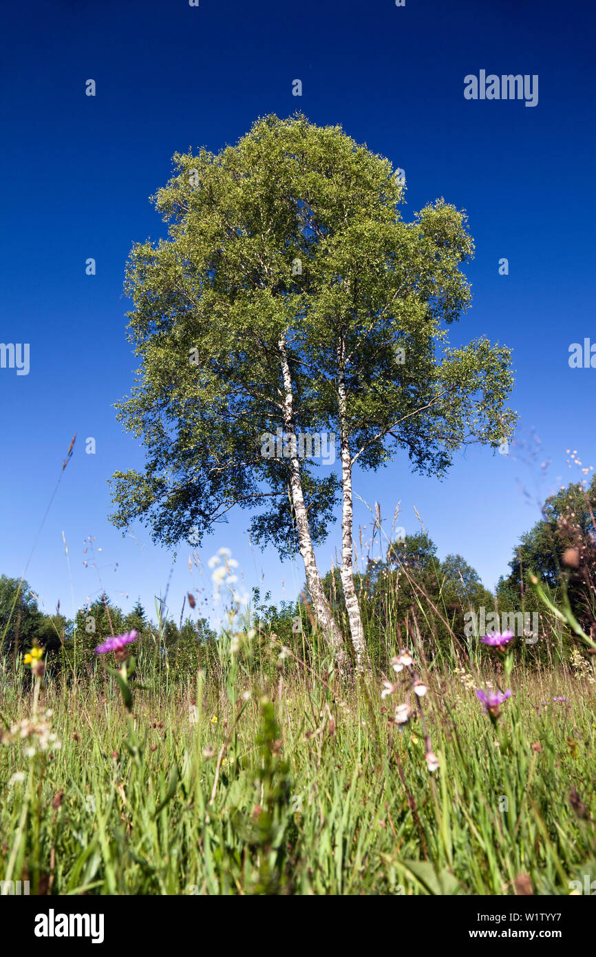 Birch Tree, Betula pubescens, Upper Bavaria, Germany Stock Photo - Alamy
