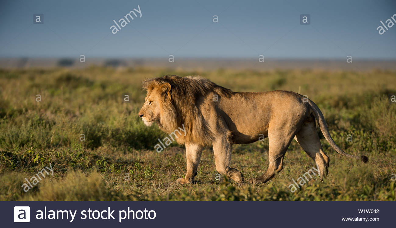 Lion Running Fast Stock Photos & Lion Running Fast Stock Images - Alamy