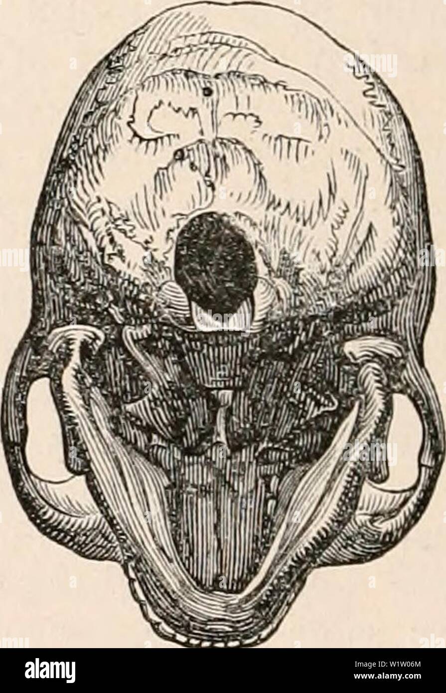 Prognathous hi-res stock photography and images - Alamy