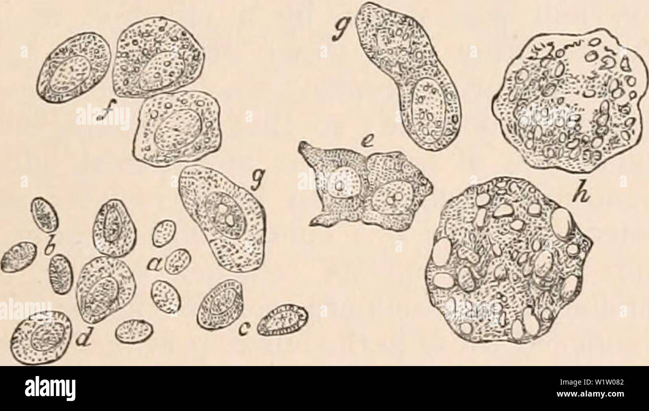 Serous membrane hi-res stock photography and images - Alamy