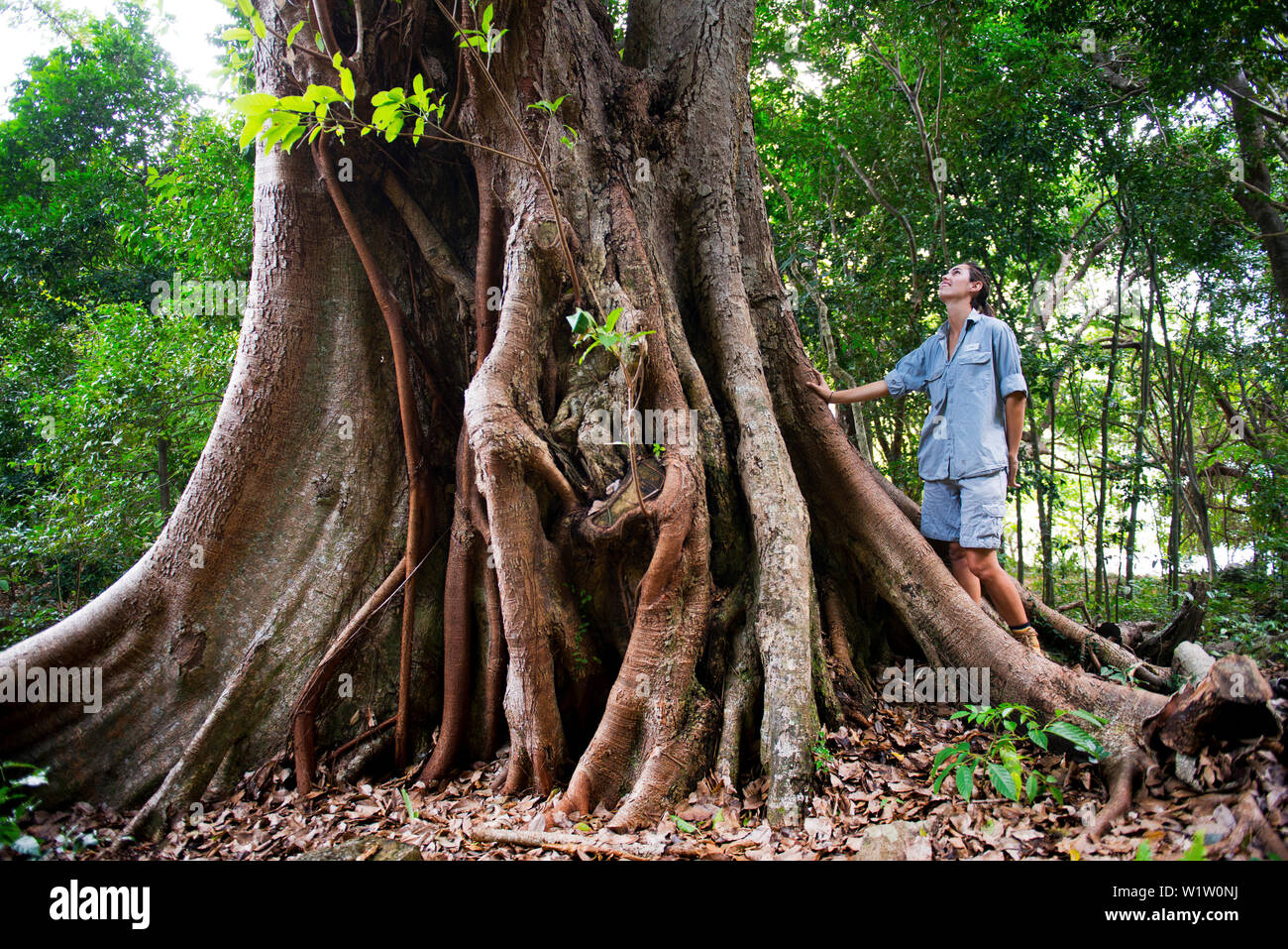 Old fig tree hi-res stock photography and images - Alamy