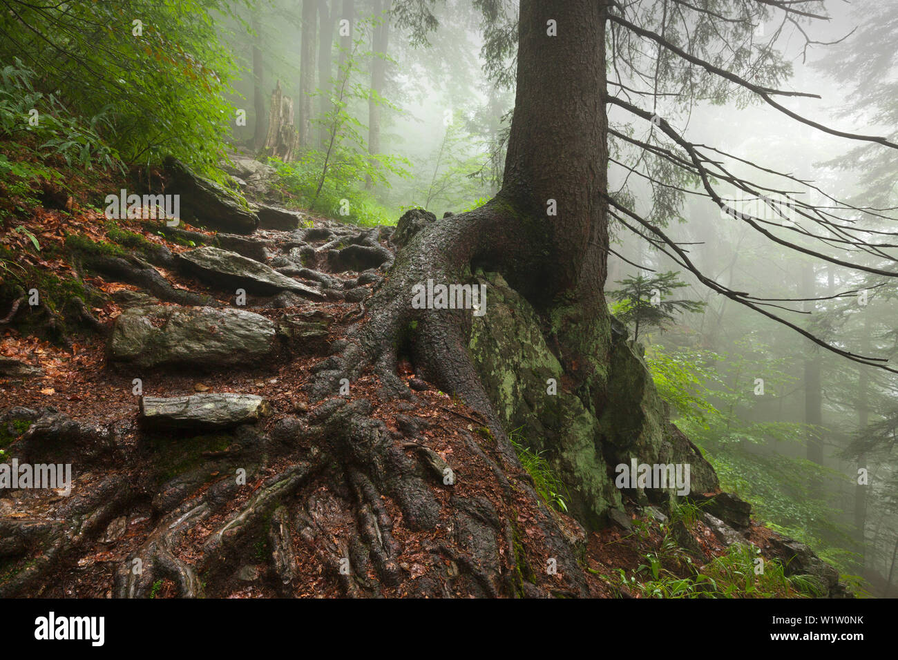 Roots of a spruce, hiking path to Grosser Falkenstein, Bavarian Forest ...
