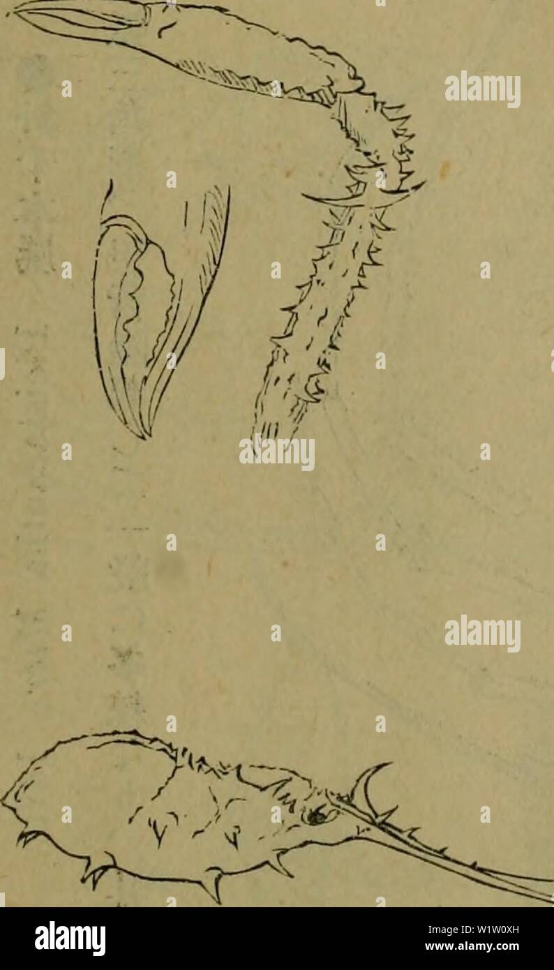Archive image from page 542 of Dbutsugaku zasshi (1889 Stock Photo - Alamy