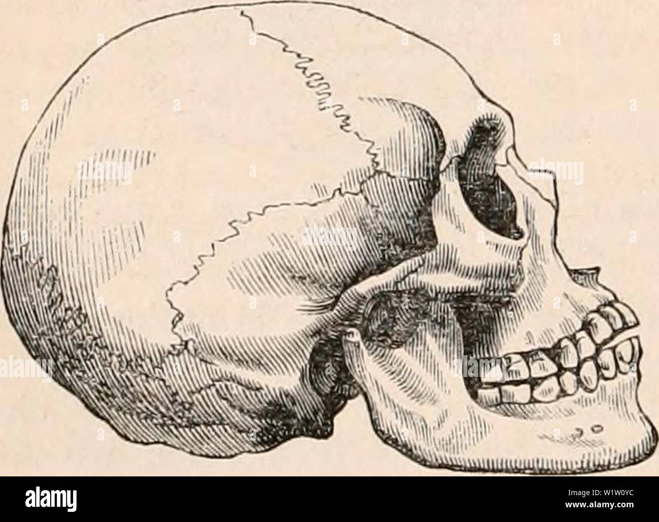 Archive image from page 541 of The cyclopædia of anatomy and. The ...