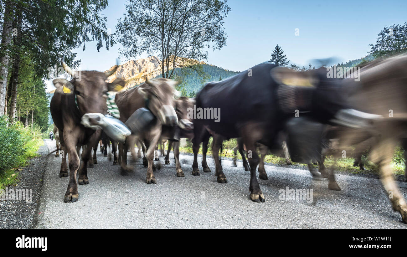 Cows wearing bells for the Almabtrieb, Stillachtal, Oberallgaeu ...