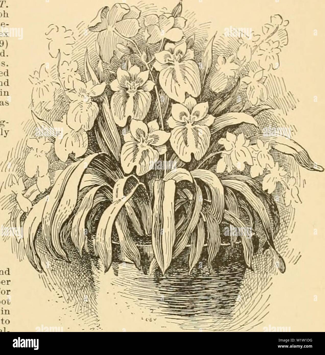 Archive image from page 546 of Cyclopedia of American horticulture ...