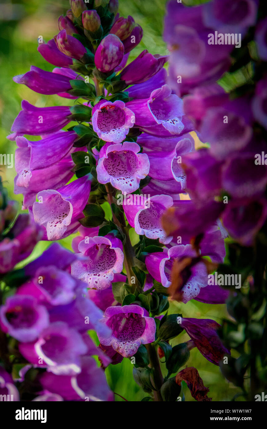 Purple bells hi-res stock photography and images - Alamy
