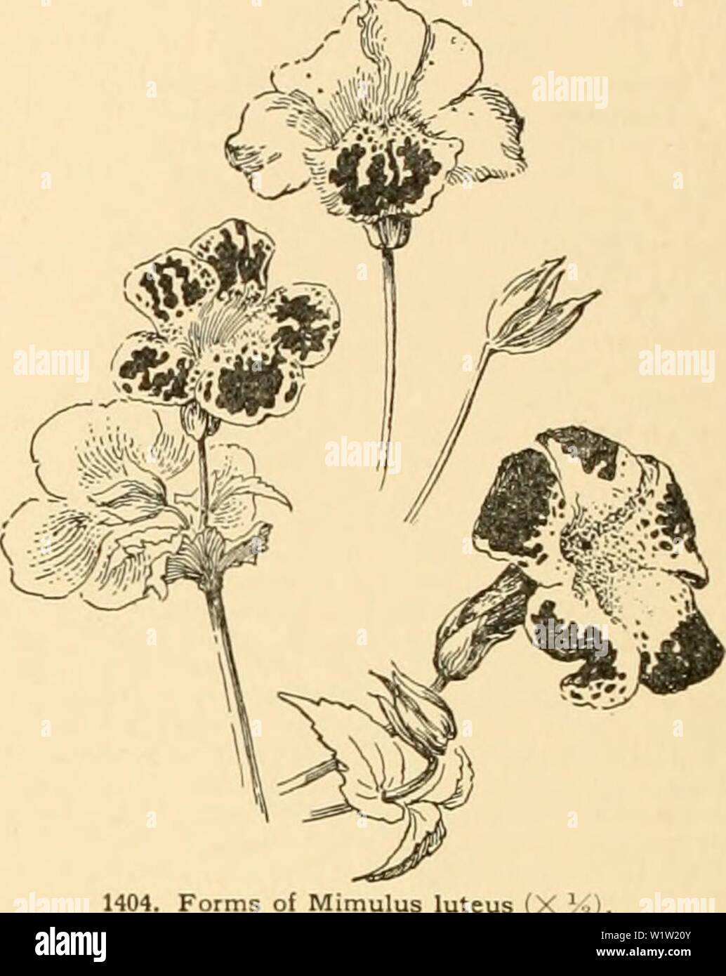 Archive image from page 549 of Cyclopedia of American horticulture ...