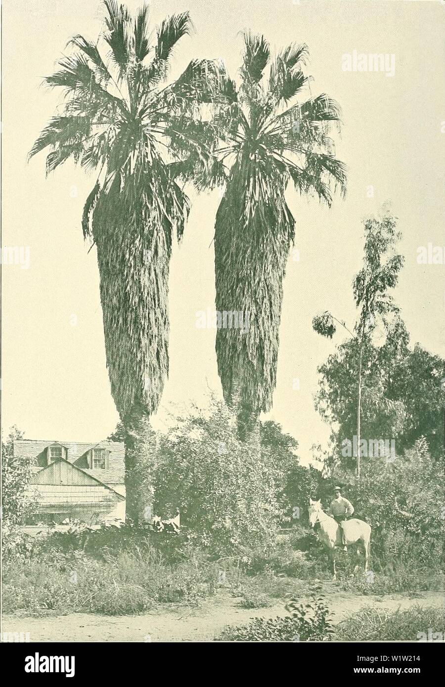 Archive image from page 549 of Cyclopedia of American horticulture ...