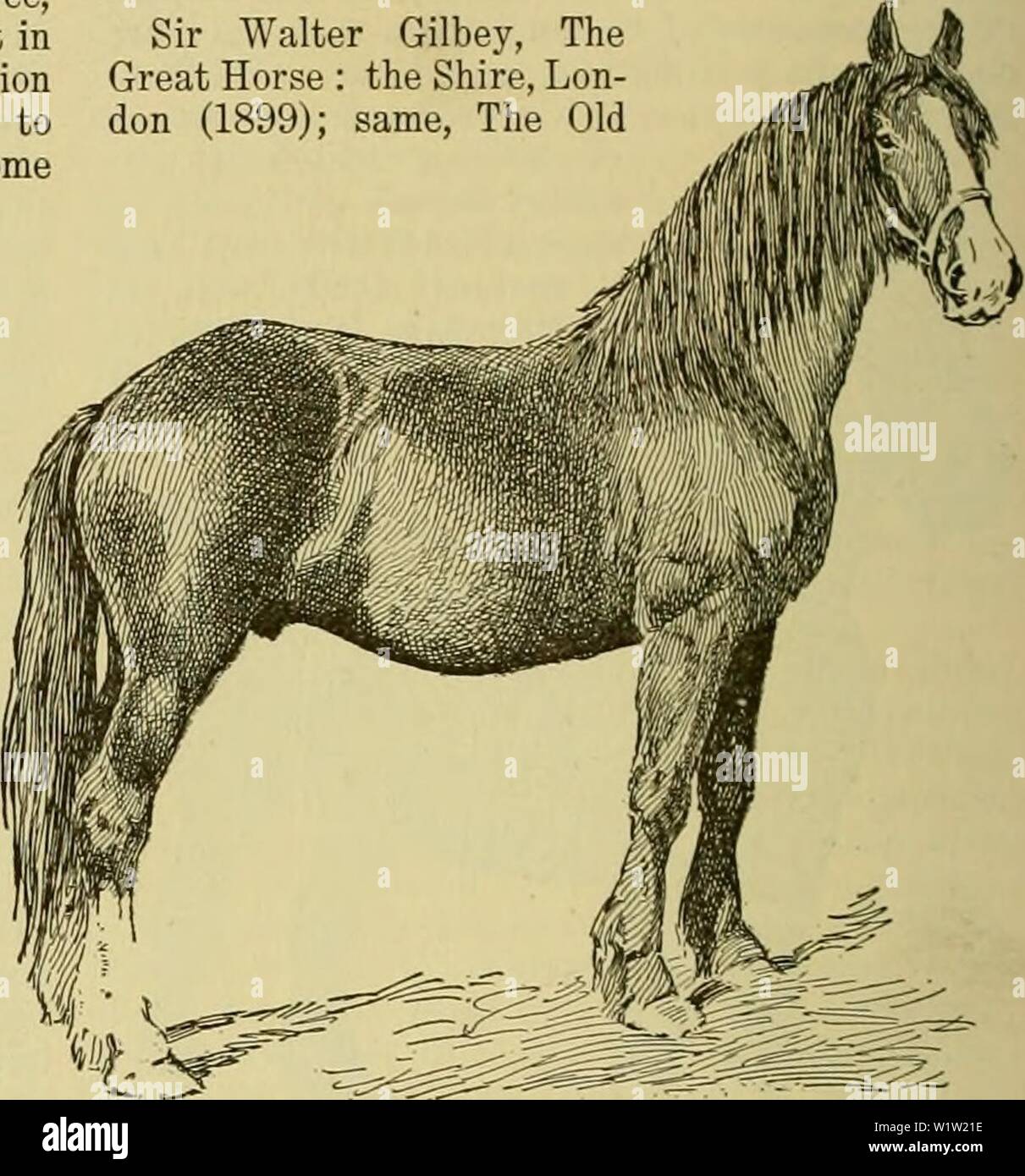 Archive image from page 549 of Cyclopedia of farm animals (1922 Stock Photo - Alamy