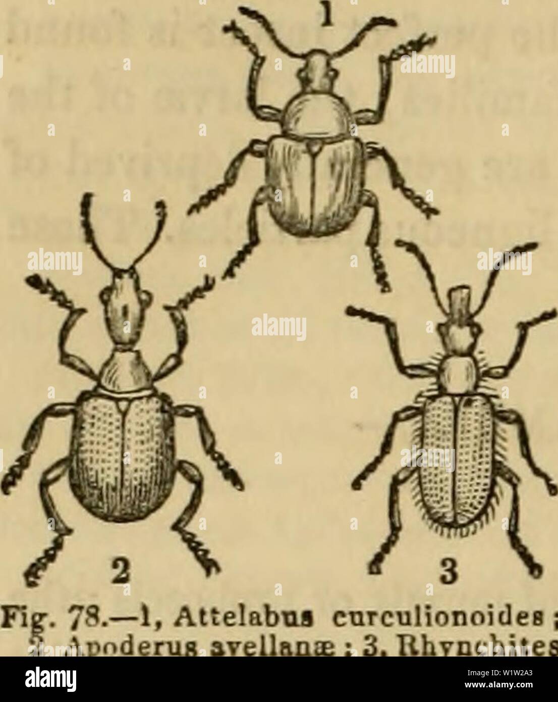 Pear body shape illustration hi-res stock photography and images - Alamy