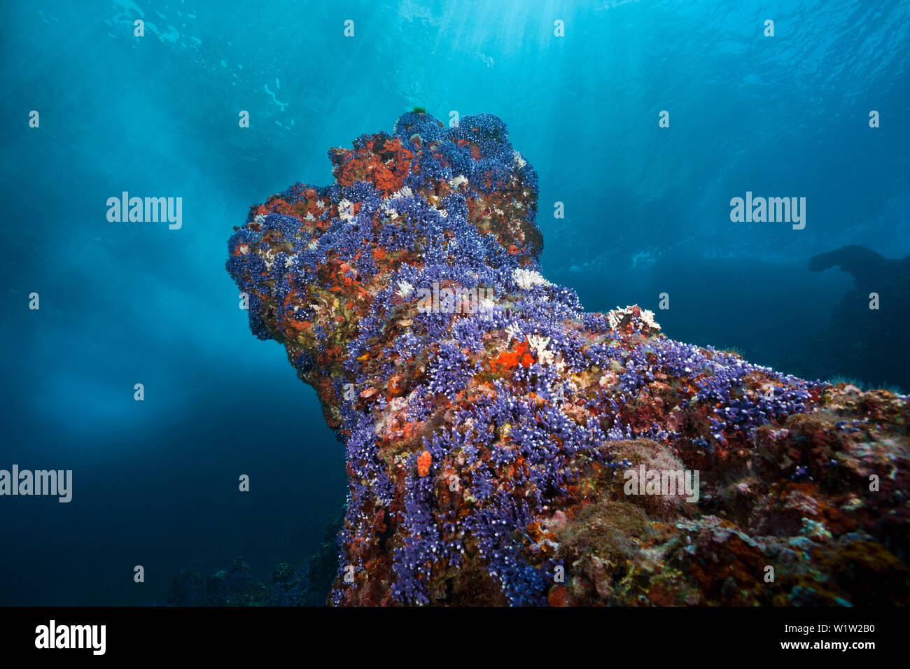 Violet Lace Corals in Surf zone, Distichopora violacea, Christmas ...