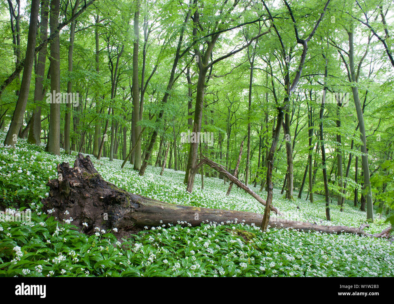 Steigerwald nature park hi-res stock photography and images - Alamy
