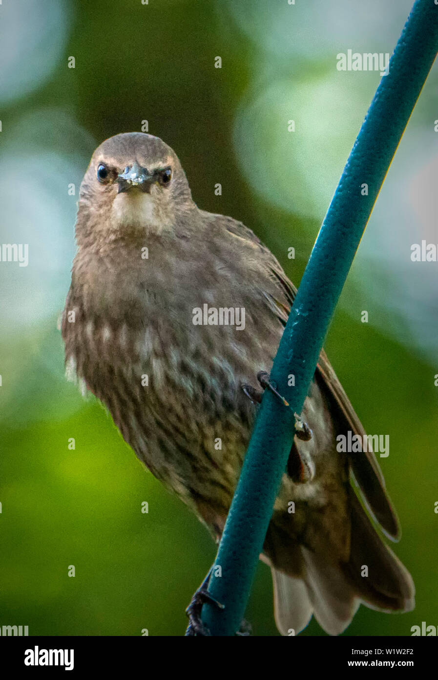 Hawk eye hi-res stock photography and images - Alamy