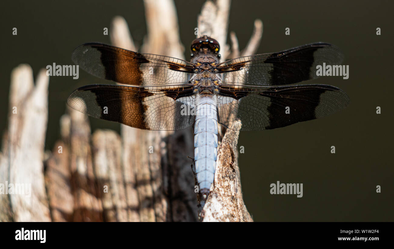Adult male Common Whitetail Skimmer (Plathemis Lydia) Colorado,USA ...