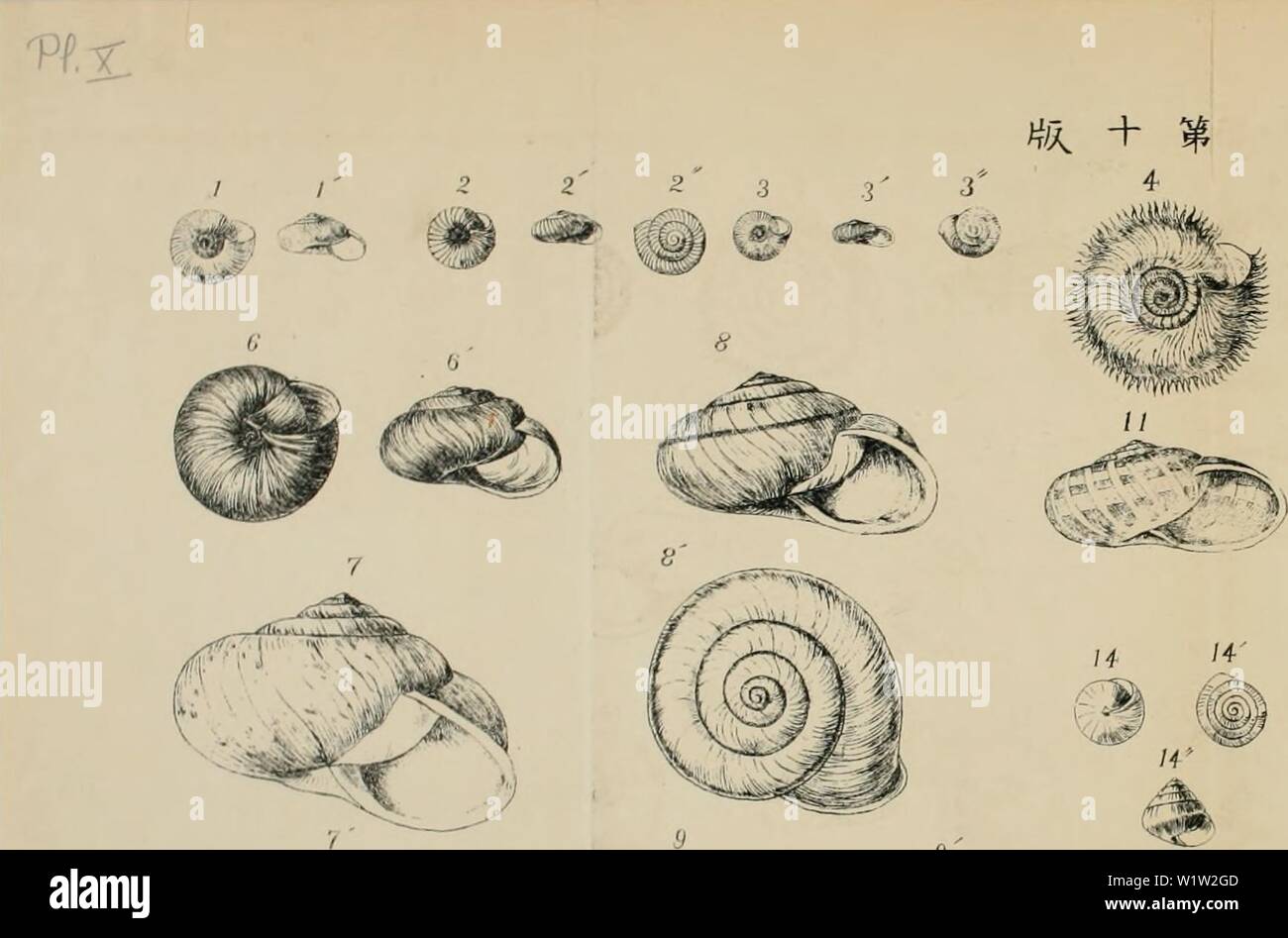 Archive image from page 552 of Dbutsugaku zasshi (1889). Dbutsugaku ...