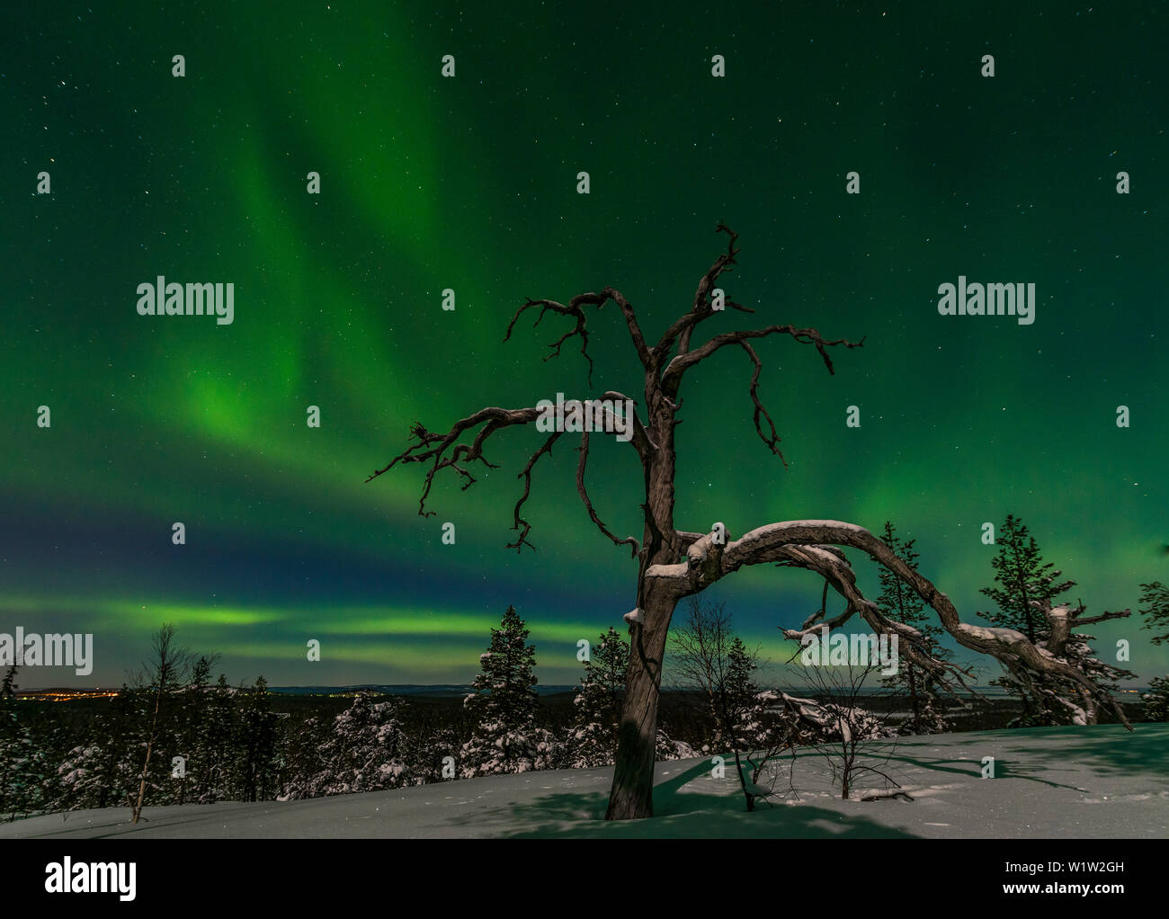 dancing northern lights in the sky above the Pyhä-Luosto National park ...