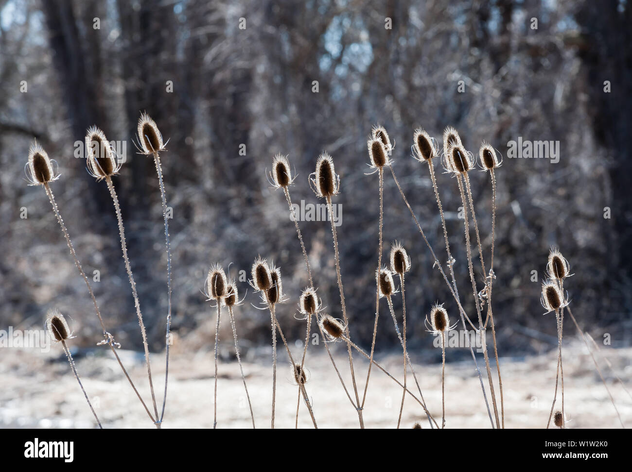 Barbed thistle hi-res stock photography and images - Alamy
