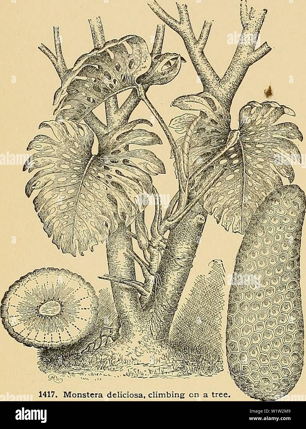 Archive image from page 553 of Cyclopedia of American horticulture ...