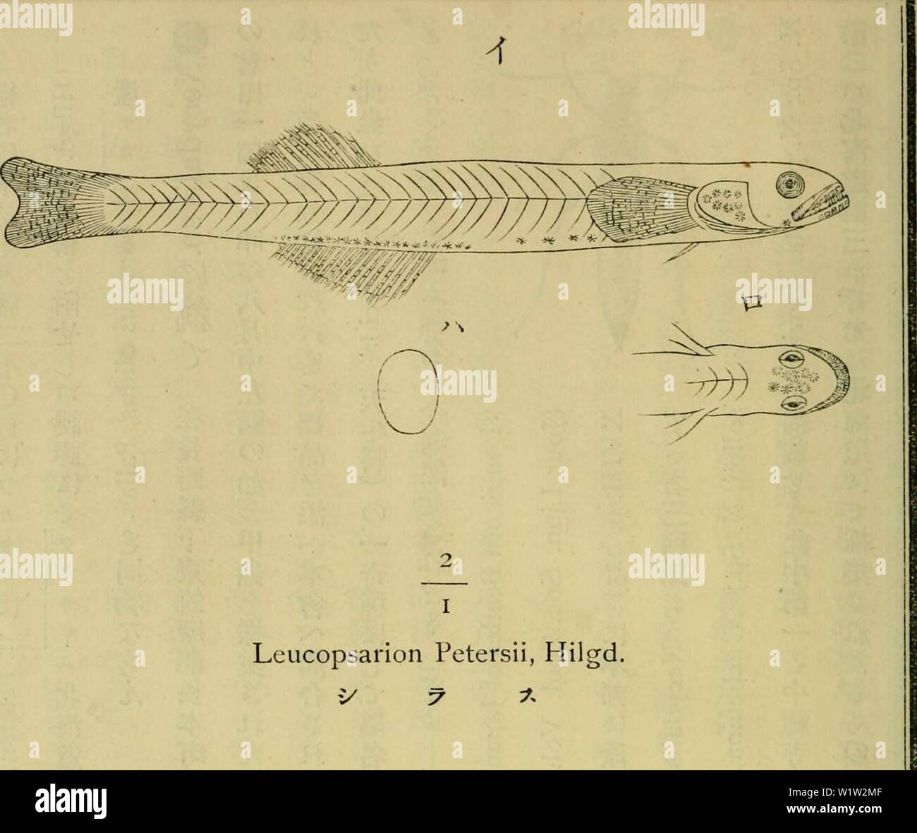 Archive image from page 553 of Dbutsugaku zasshi (1889 Stock Photo - Alamy