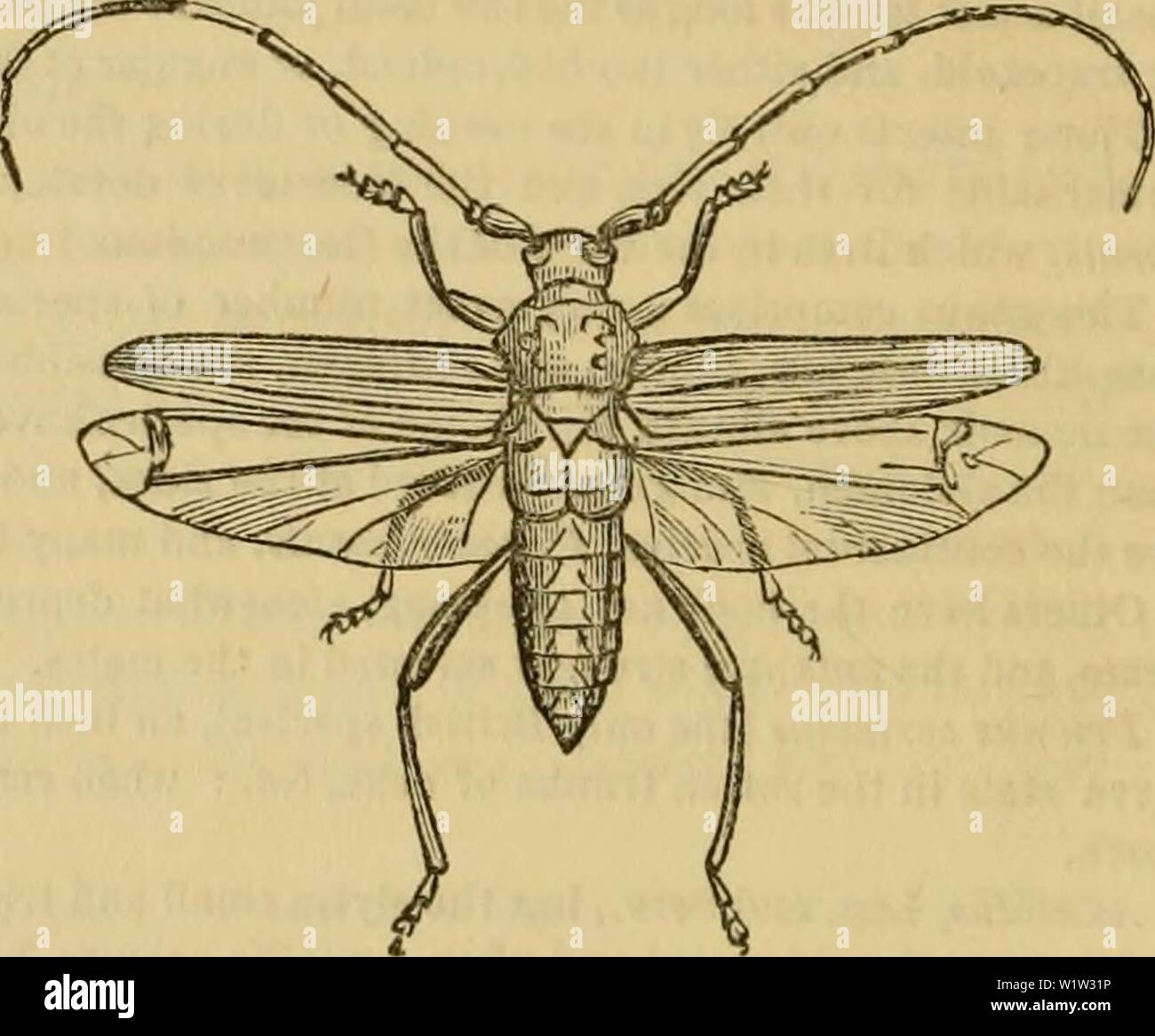 Prosternum High Resolution Stock Photography and Images - Alamy