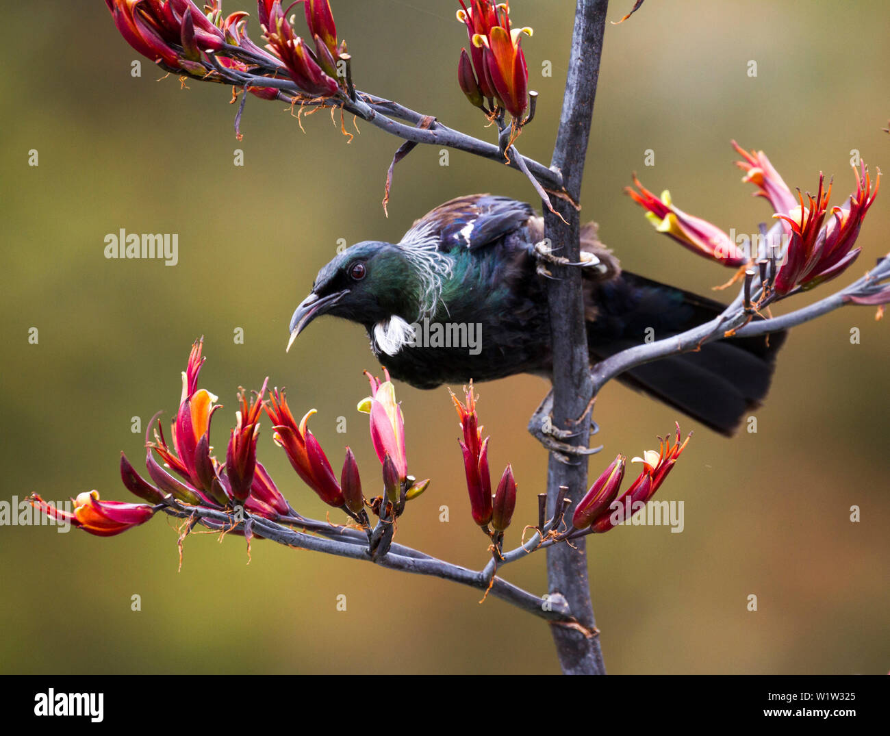 Tui, Bird sitting on a branch, Catlins, Clutha, Otago, Southland, South ...
