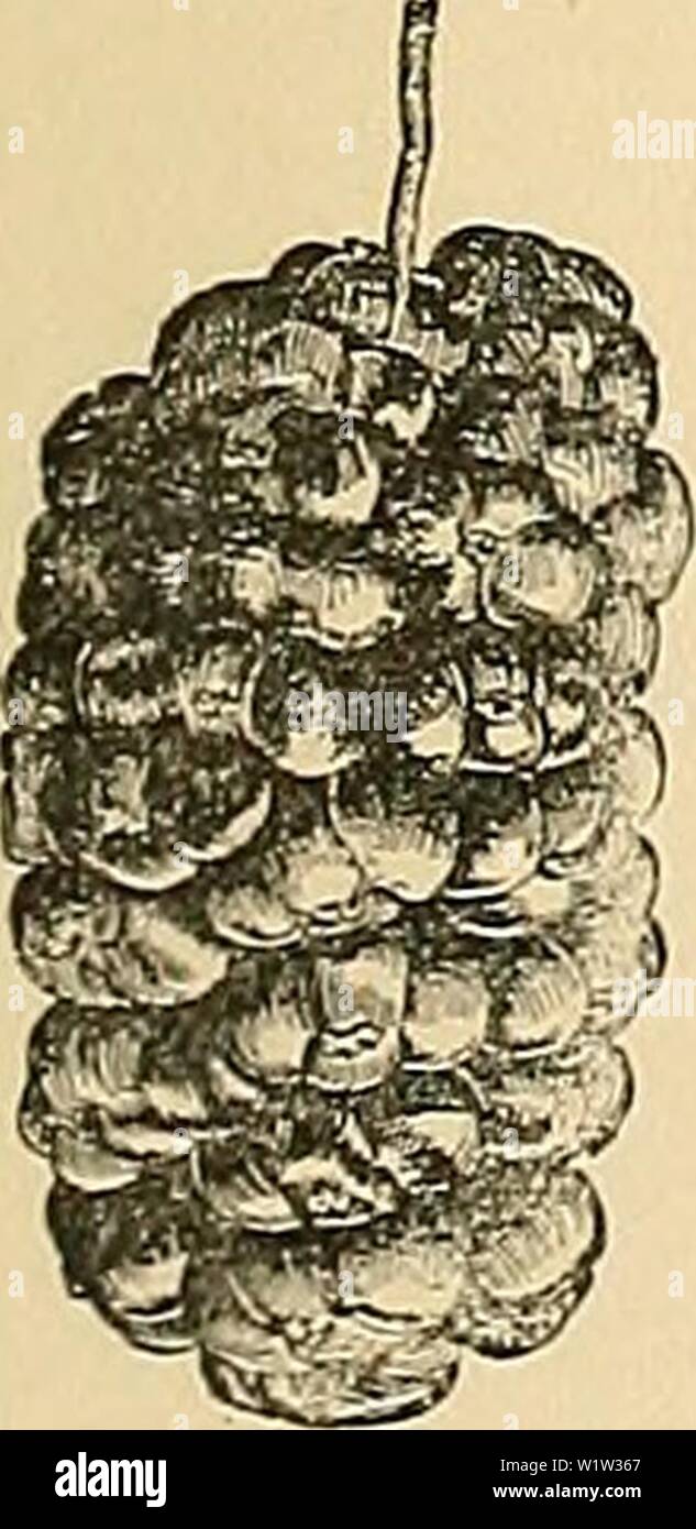 Archive image from page 558 of Cyclopedia of American horticulture ...