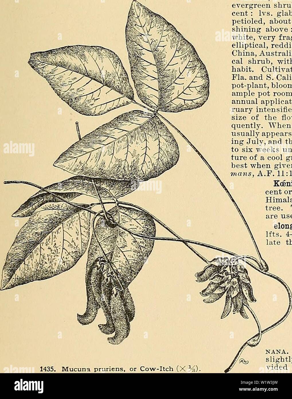 Archive image from page 562 of Cyclopedia of American horticulture ...